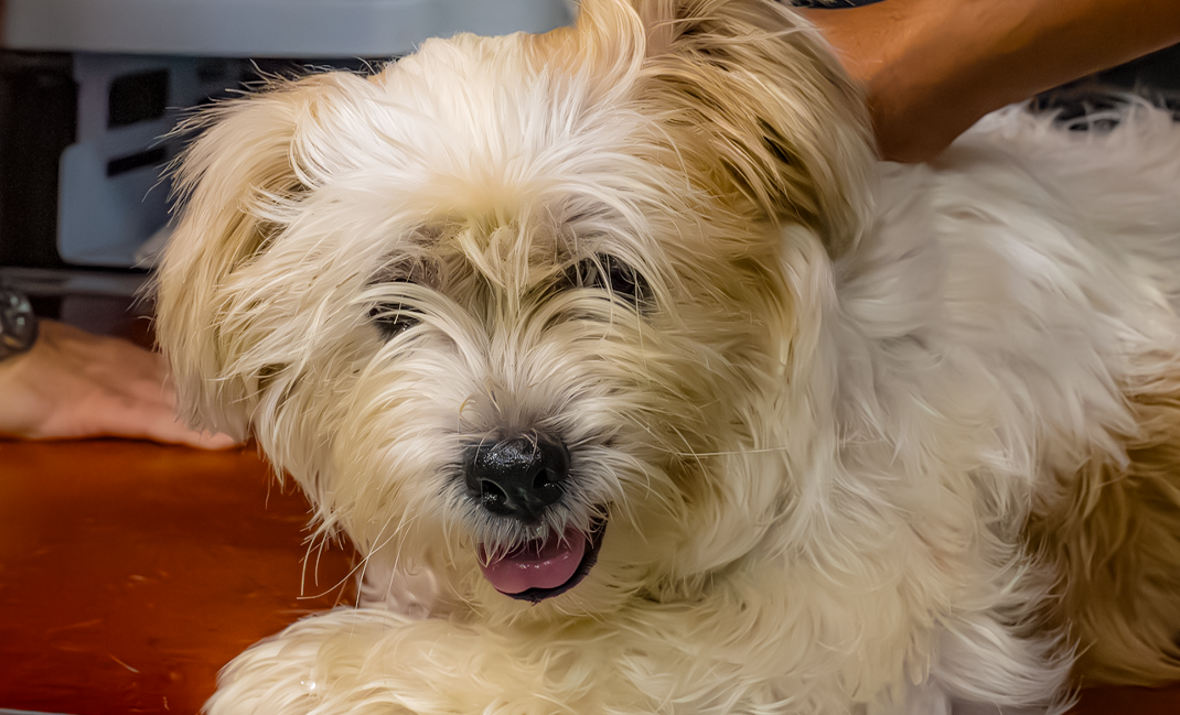 Life-Saving Intervention: Emergency Surgical Management – Animal Care ...
